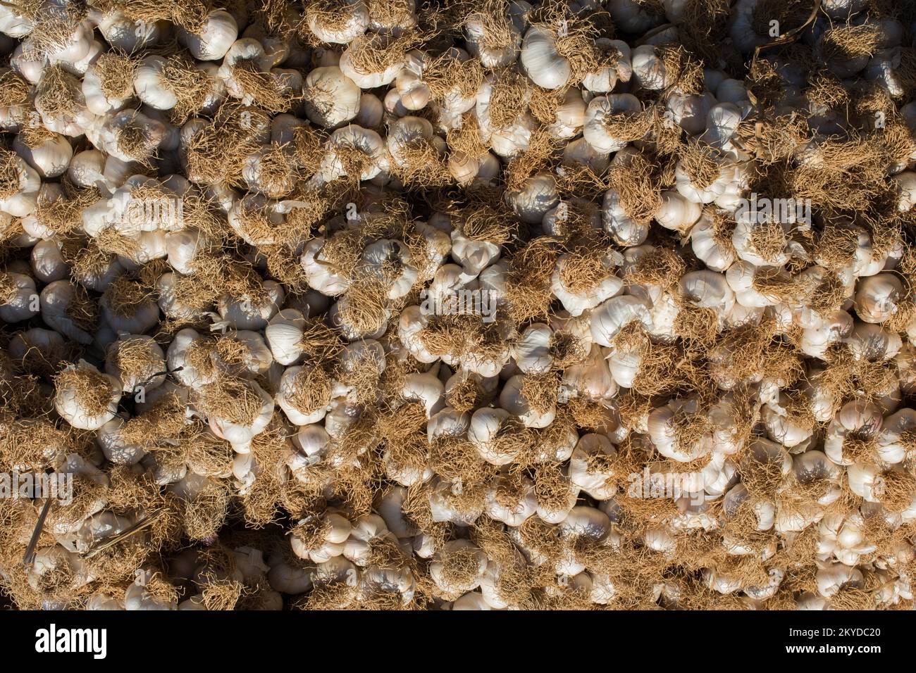 Bunch of garlic bulbs at the market place Stock Photo - Alamy