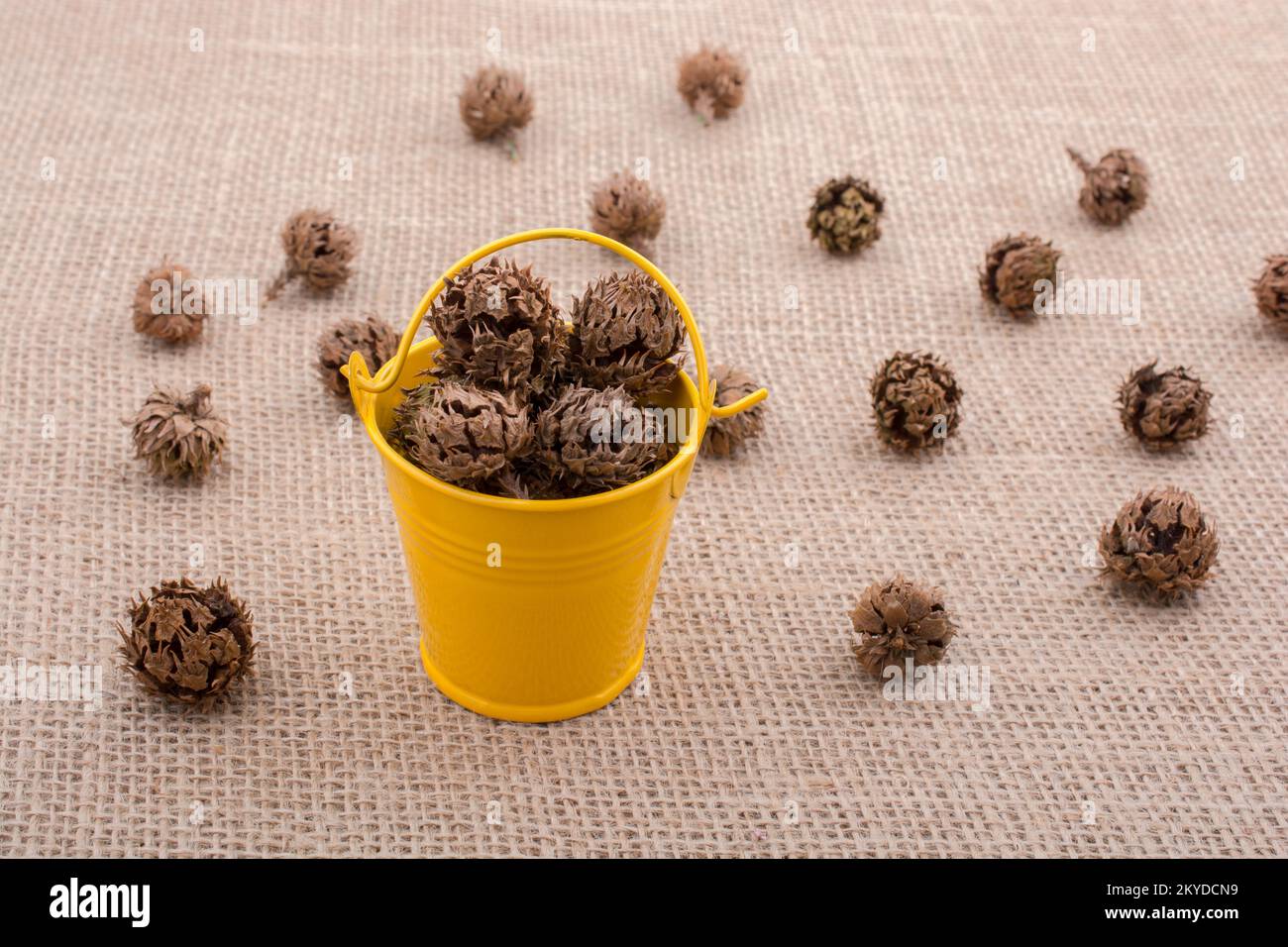 Brown pod, capsule in and around mini bucket on canvas Stock Photo - Alamy
