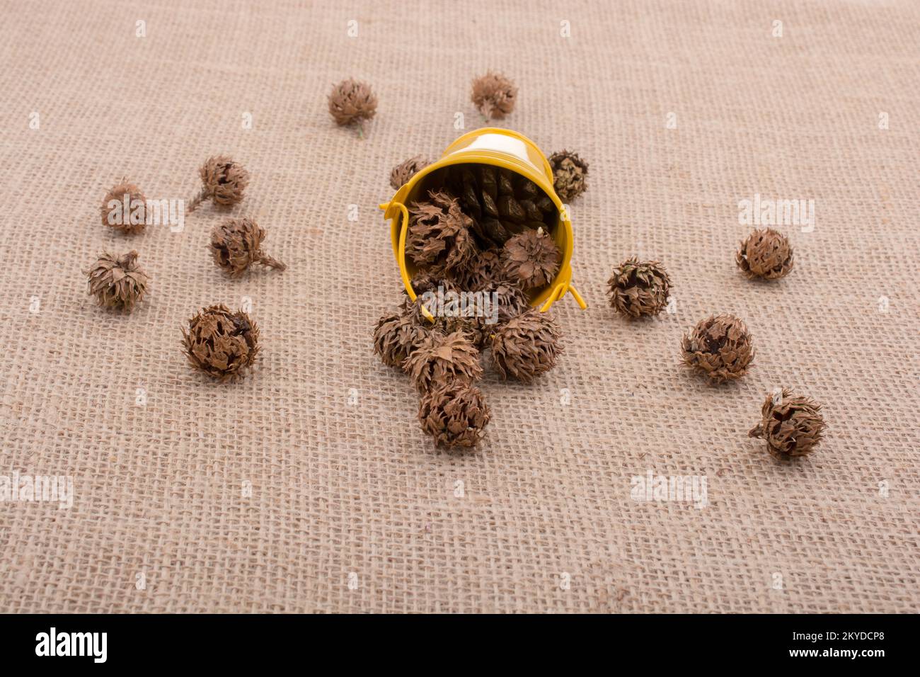 Brown pod, capsule in and around mini bucket on canvas Stock Photo - Alamy