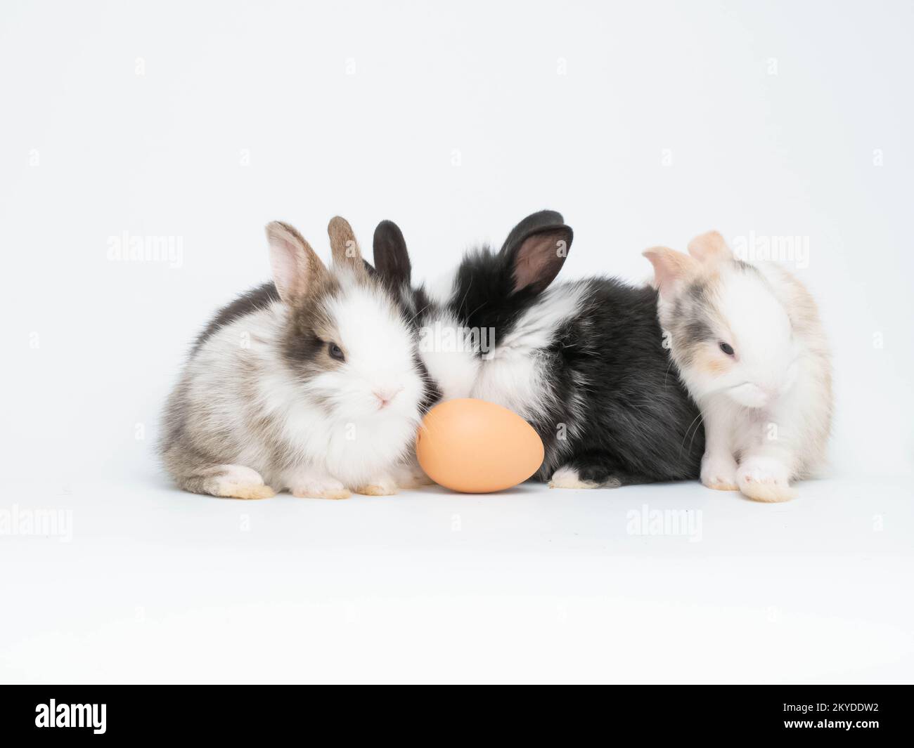 Rabbits pet animal wild group pretty beautiful white isolated ...