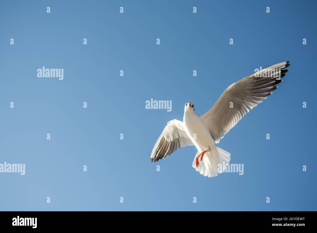 Single seagull flying in a blue sky background Stock Photo - Alamy