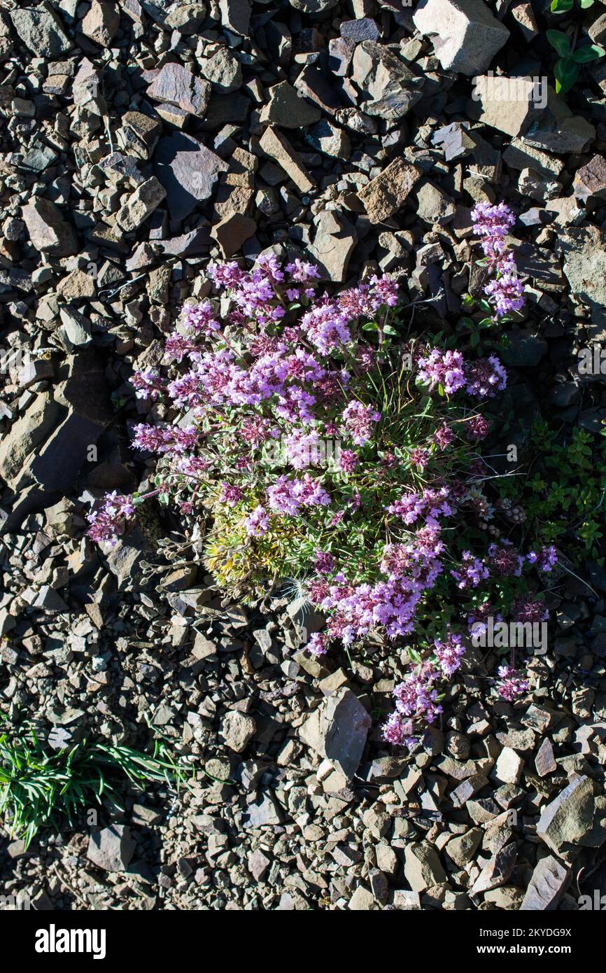 Beautiful fresh flowers in nature background Stock Photo - Alamy