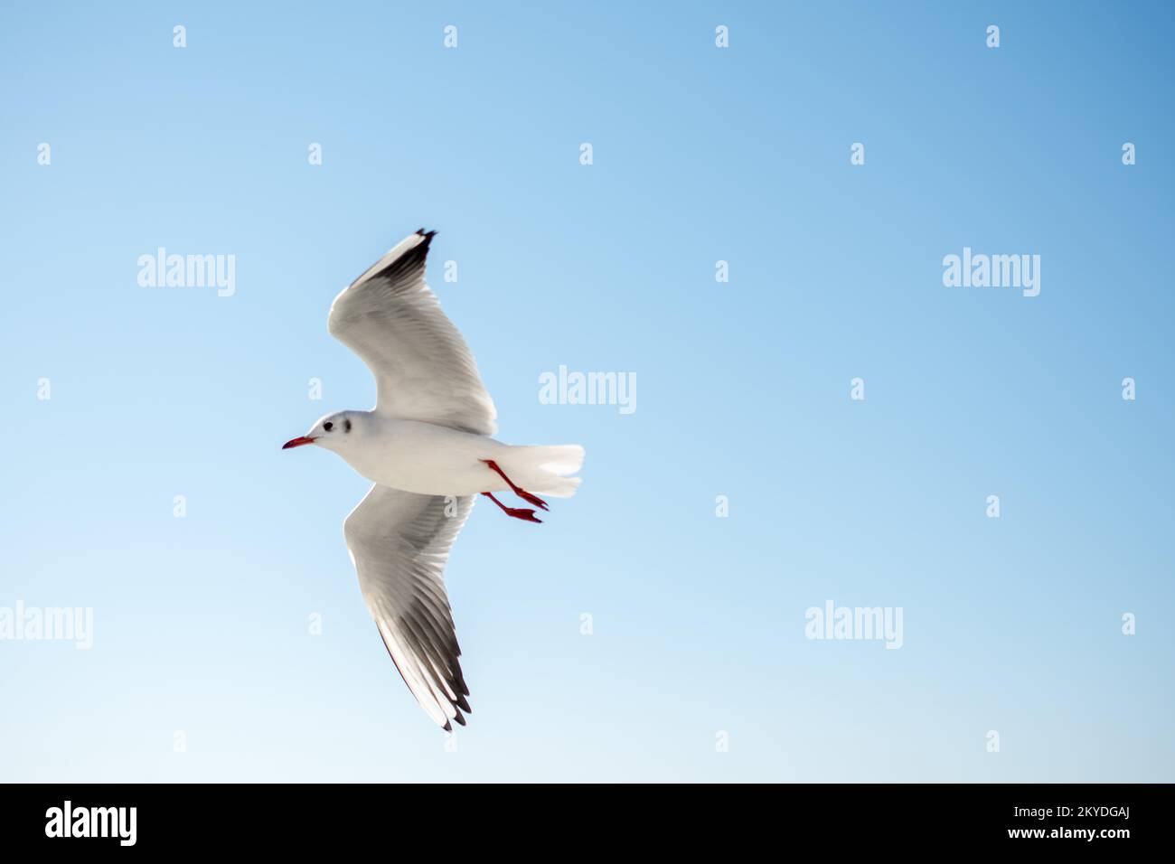Single seagull flying in a blue sky background Stock Photo - Alamy
