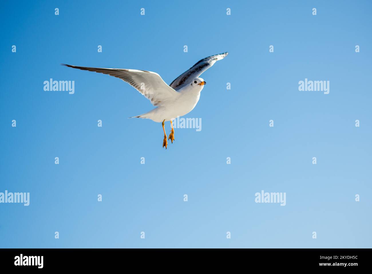 Single seagull flying in a blue sky background Stock Photo - Alamy