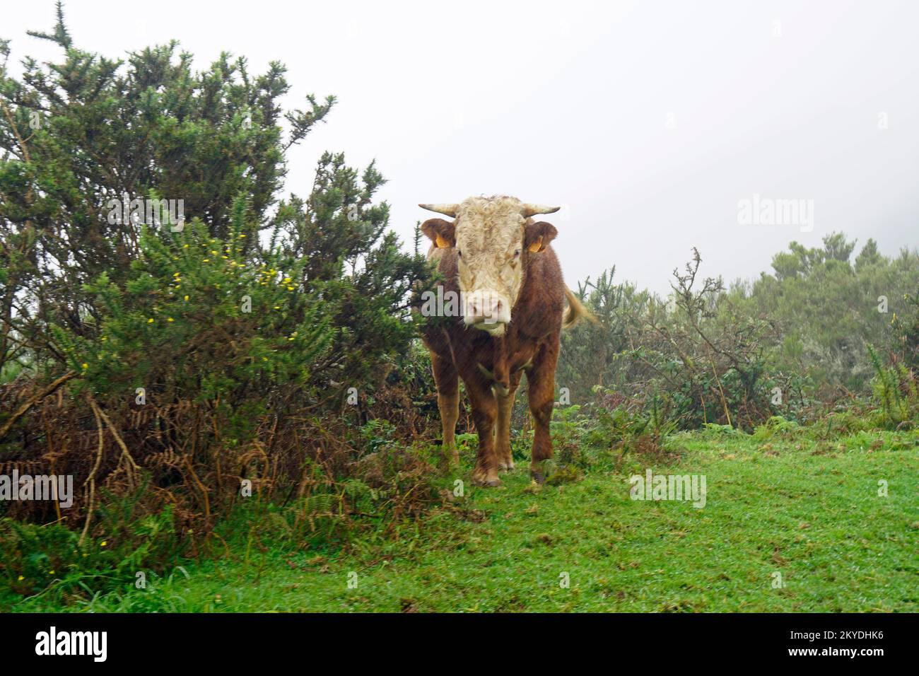 cow in the foggy mountains of madeira Stock Photo - Alamy