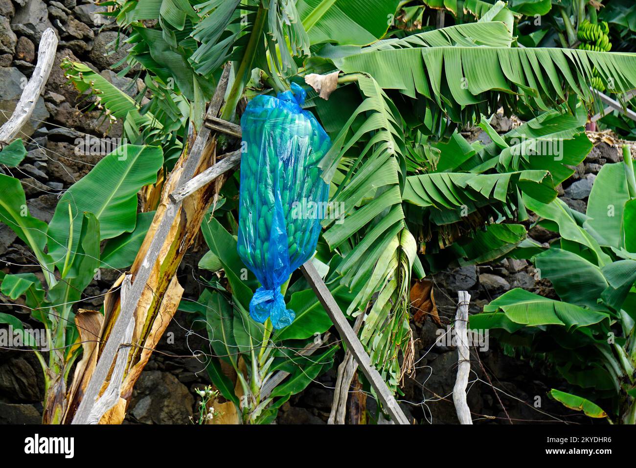 small banana plantation in the mountains of madeira Stock Photo - Alamy