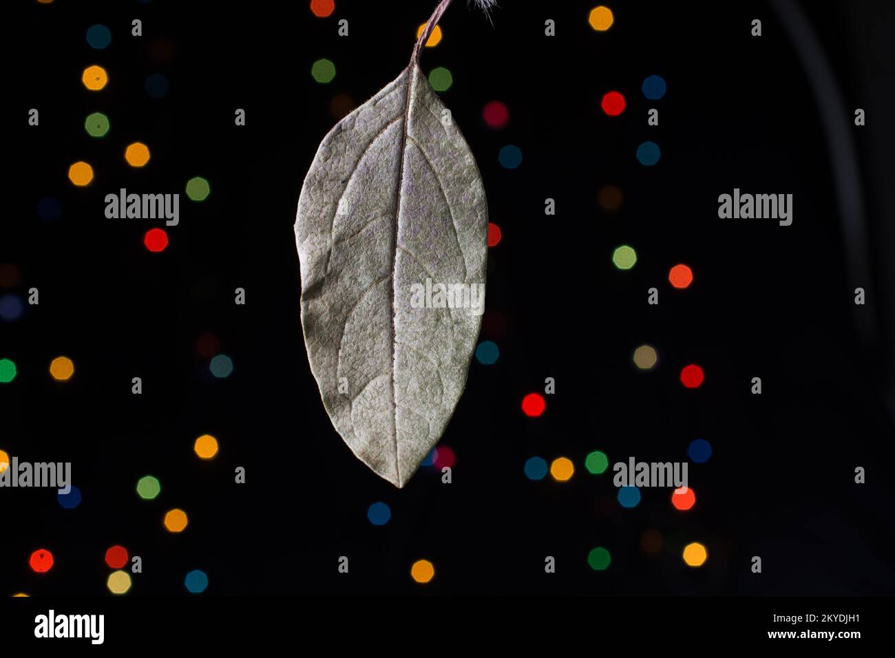 Dry leaf on a bokeh lighton a dark background Stock Photo - Alamy