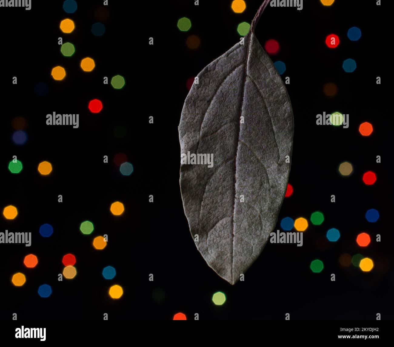 Dry leaf on a bokeh lighton a dark background Stock Photo - Alamy