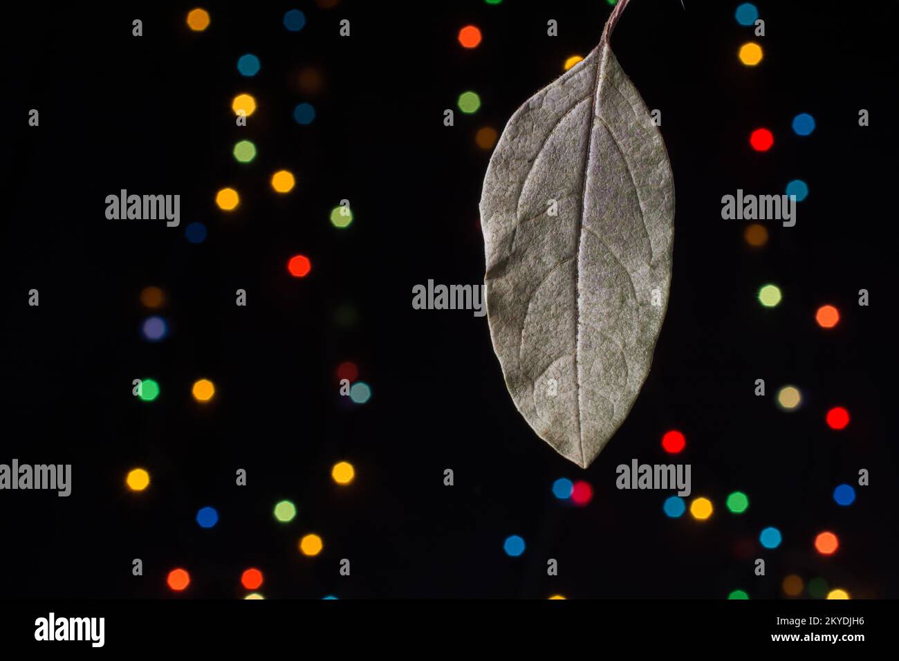 Dry leaf on a bokeh lighton a dark background Stock Photo - Alamy