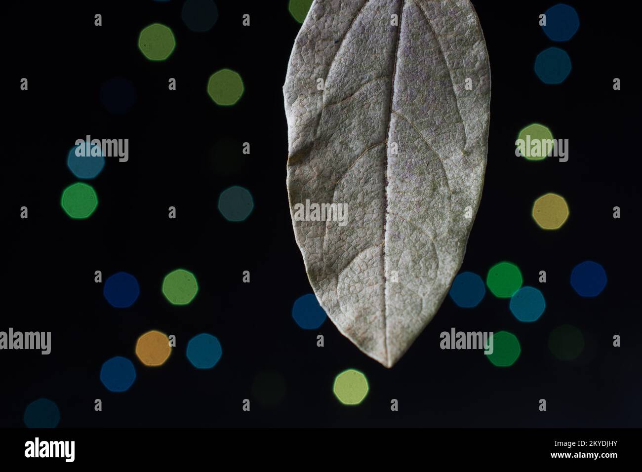 Dry leaf on a bokeh lighton a dark background Stock Photo - Alamy