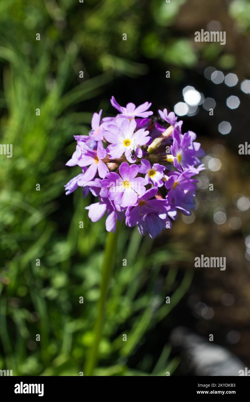 Beautiful fresh flowers in nature background Stock Photo - Alamy