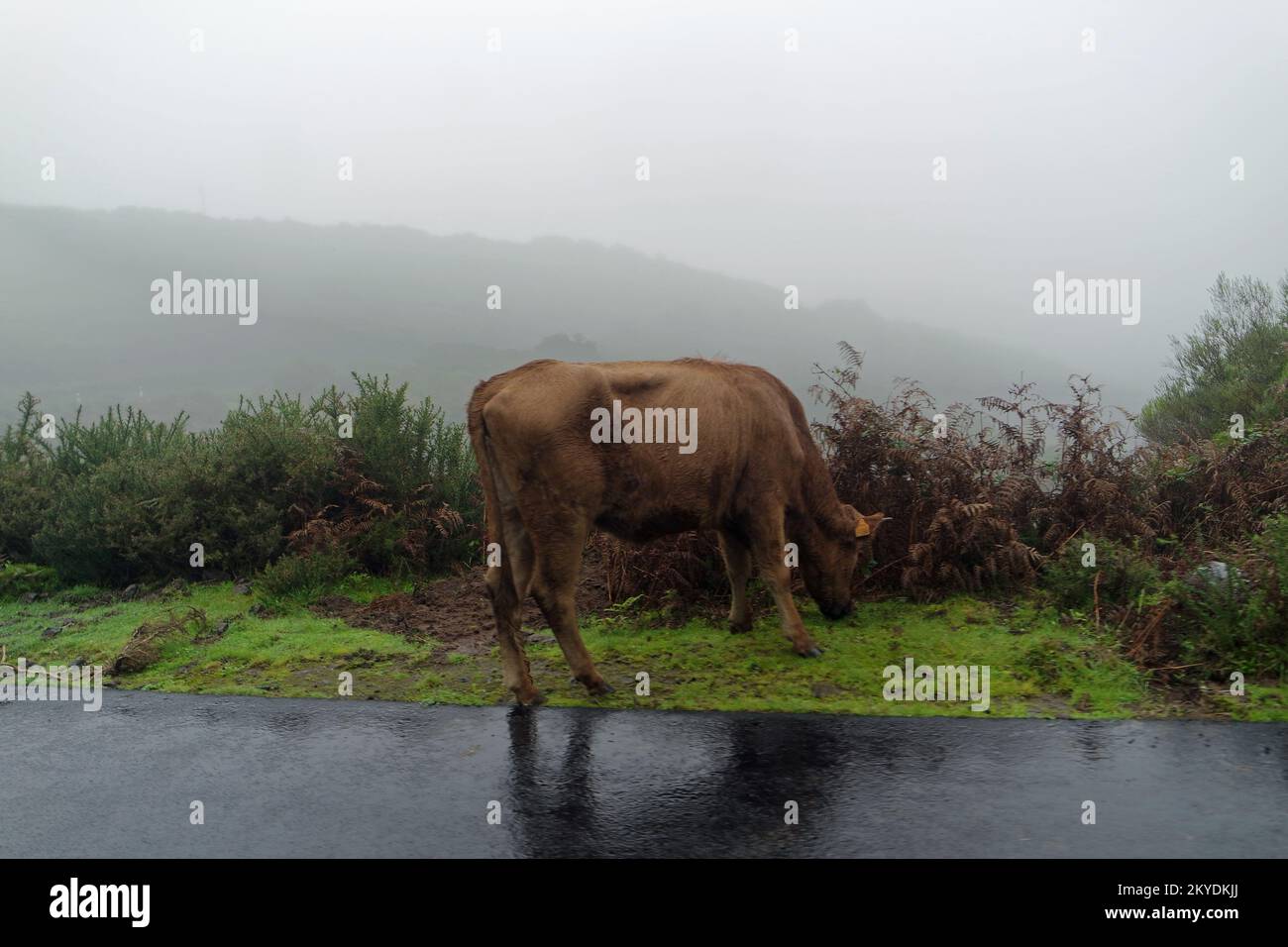 cow in the foggy mountains of madeira Stock Photo - Alamy