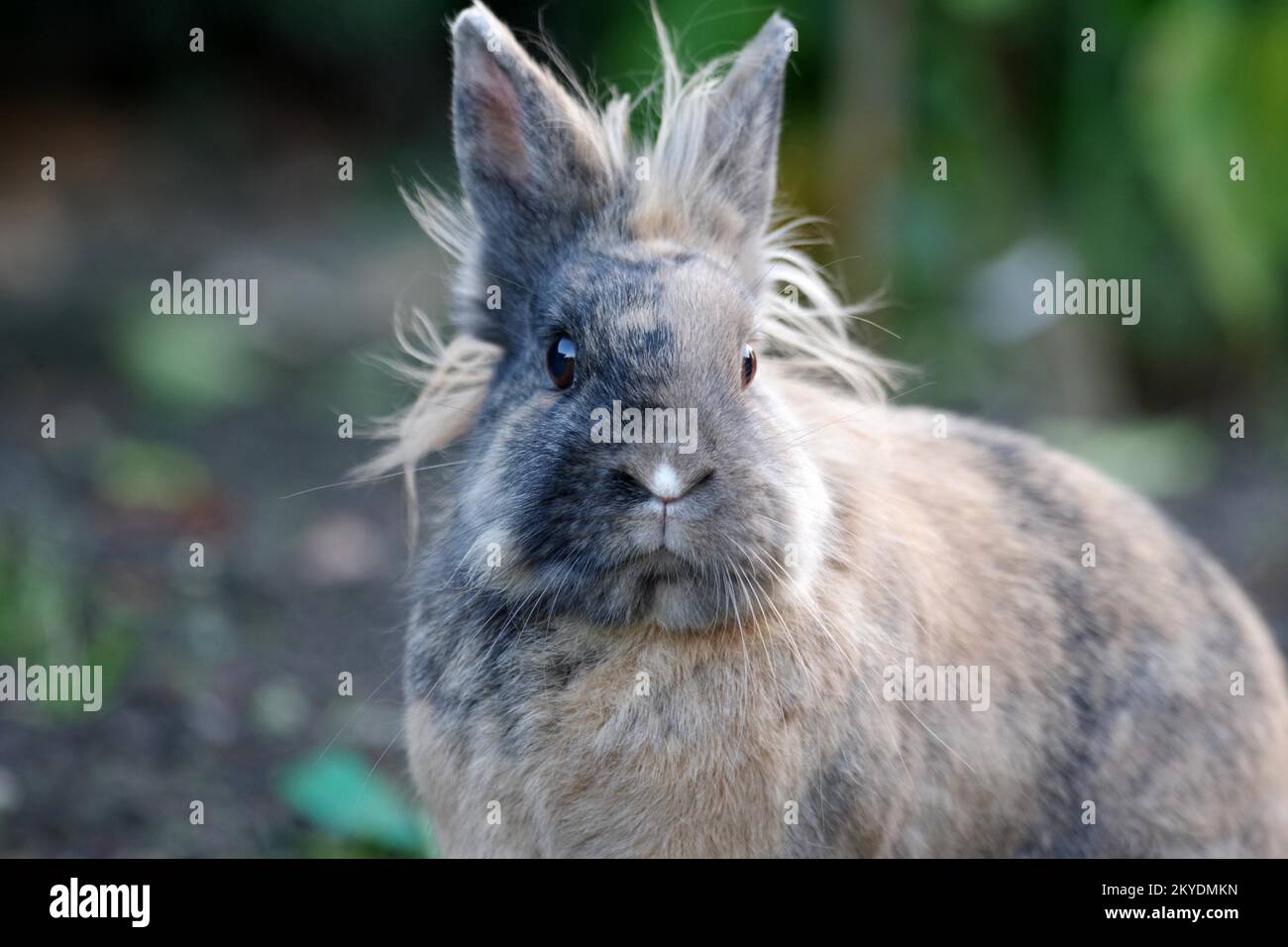 Close-up, domestic rabbit (Oryctolagus cuniculus forma domestica ...