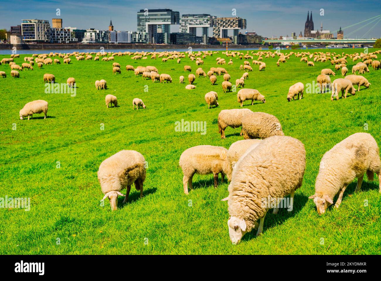 Domestic sheep (Ovis gmelini aries) on the Poller meadows, behind them ...