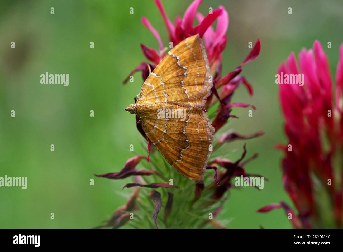 Close-up, yellow shell (Camptogramma bilineata), butterfly, the ochre ...