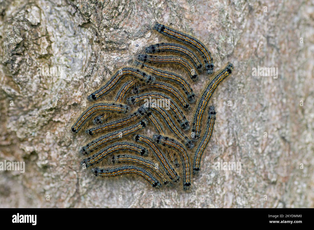 Tree bark moth hi-res stock photography and images - Alamy