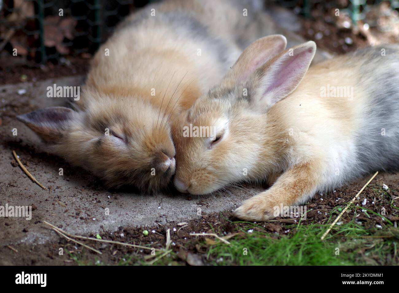 Close-up, domestic rabbit (Oryctolagus cuniculus forma domestica), two ...