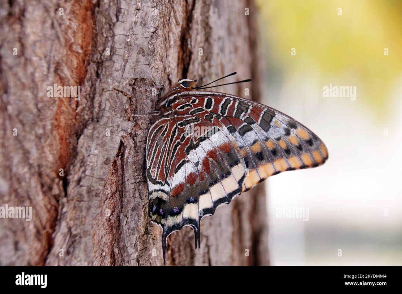 Close-up, two-tailed pasha (Charaxes jasius), tree, Majorca, Spain, the ...