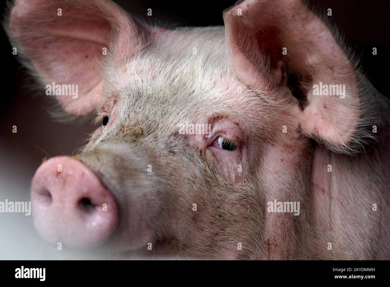 Portrait, domestic pig (Sus scrofa domestica), head, eyes, close-up of ...