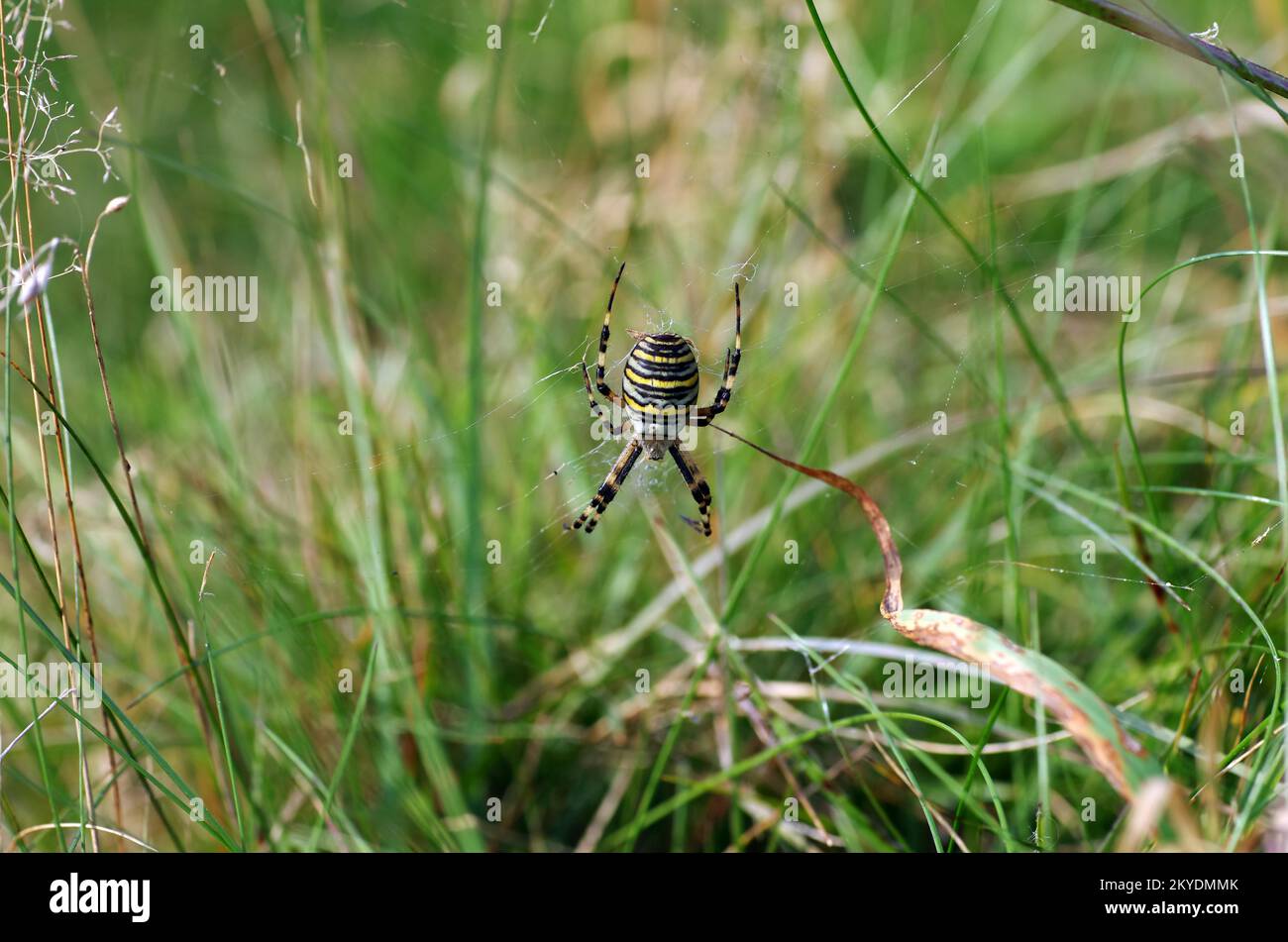 Wasp spider (Argiope bruennichi), female, spider web, grass, the wasp ...