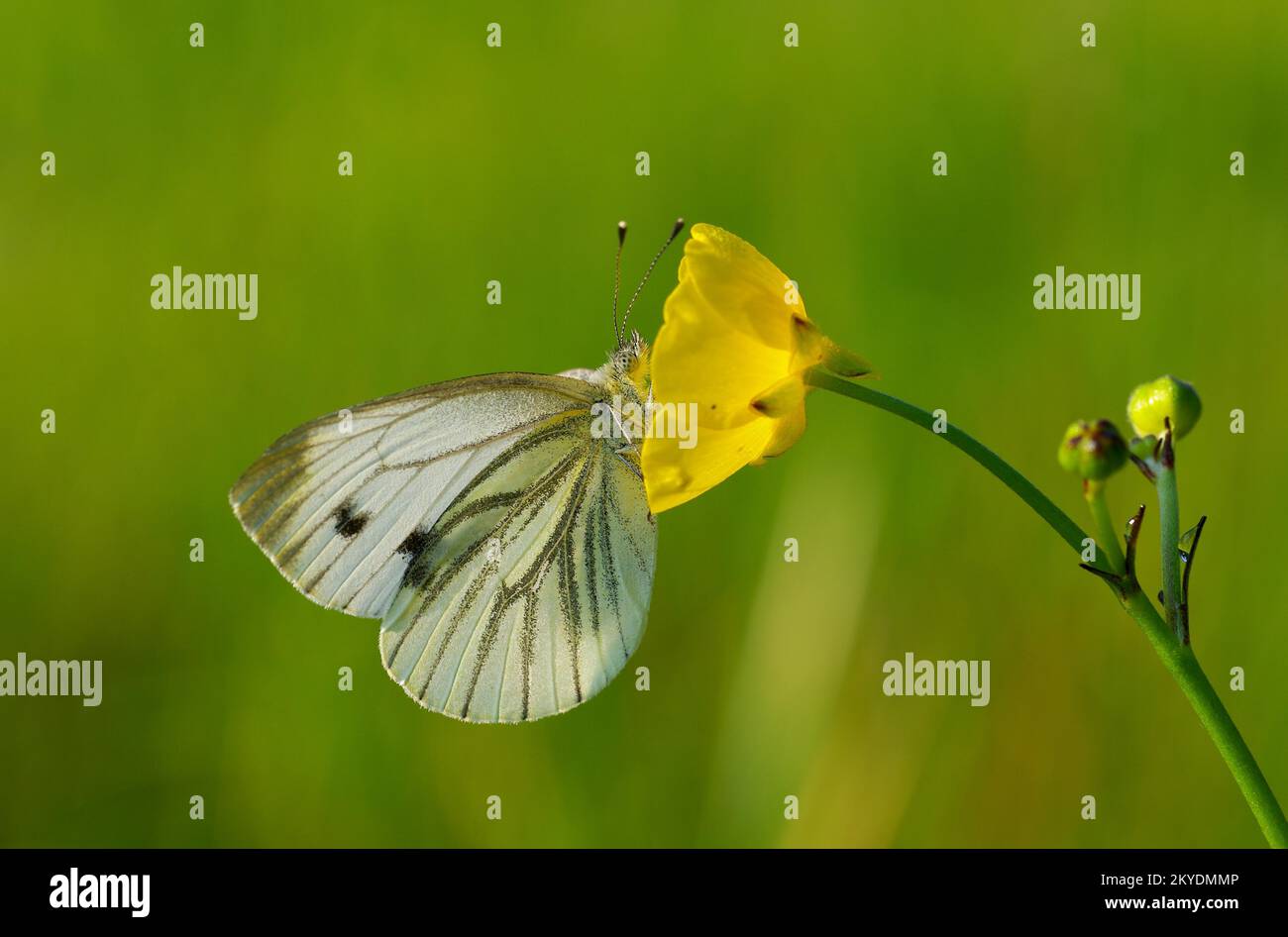 Close-up, green-veined white (Pieris napi), flower, rape white ...