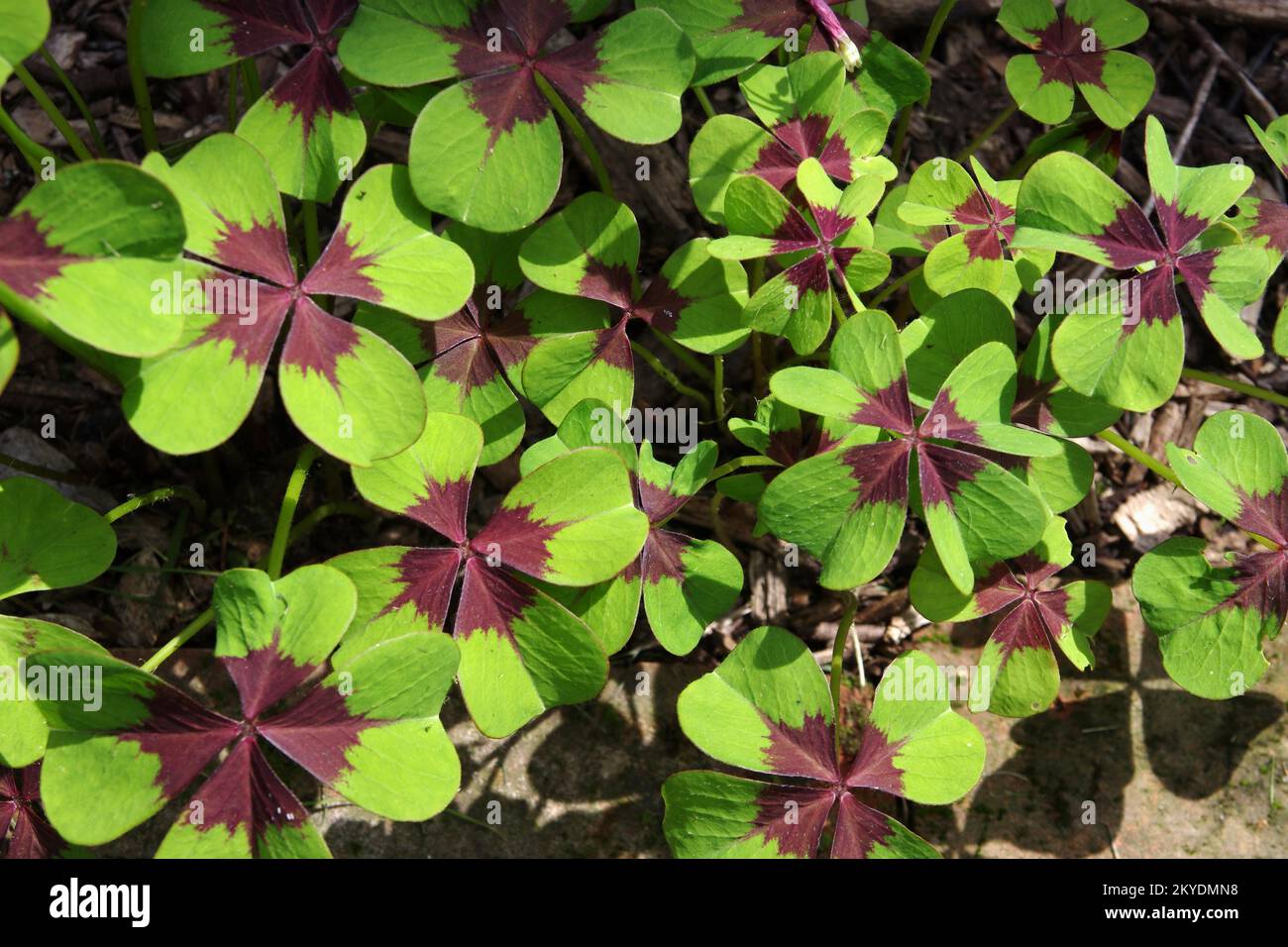 Four-leaf sorrel (Oxalis tetraphylla), Leaves, Outdoor, Lucky, Lucky ...