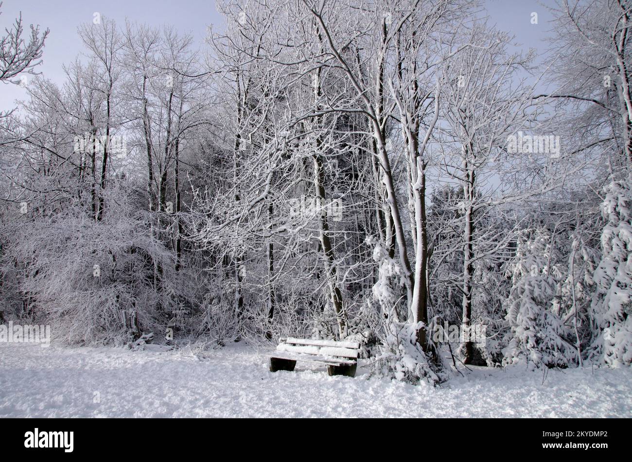 Landscape, winter, snow, cold, landscape with snow on the trees and on ...