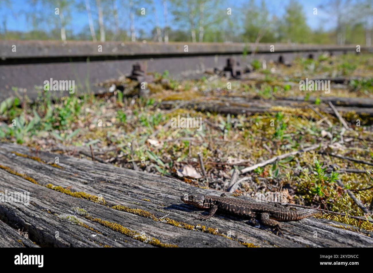 Common wall lizard (Podarcis muralis), sunning itself in front of its ...