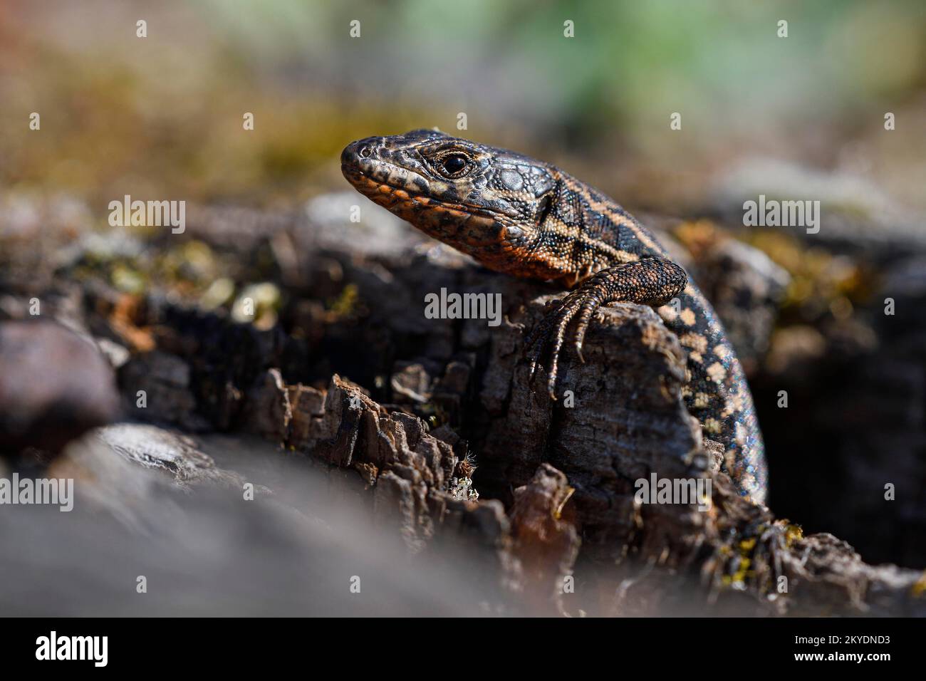Rail lizard hi-res stock photography and images - Alamy