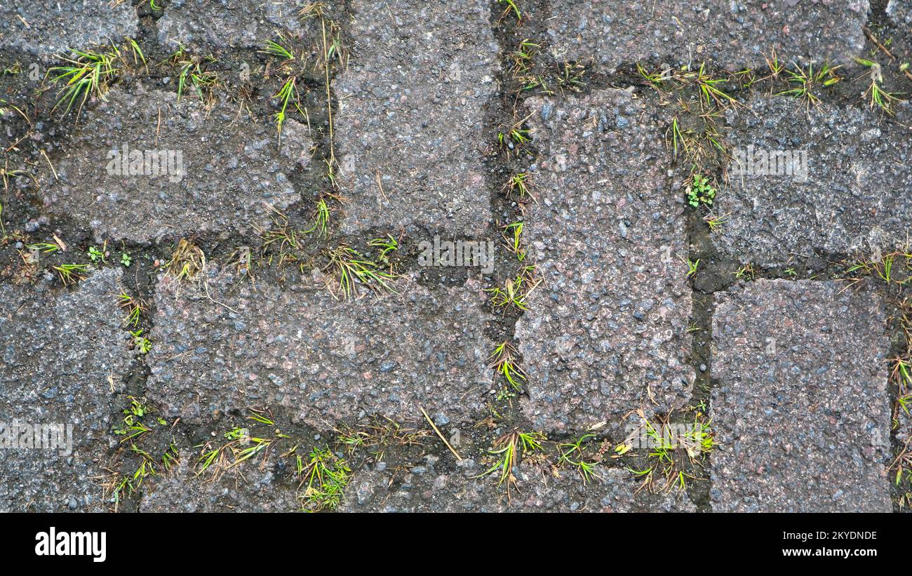 paving block texture with weeds in the gaps in the background Stock ...