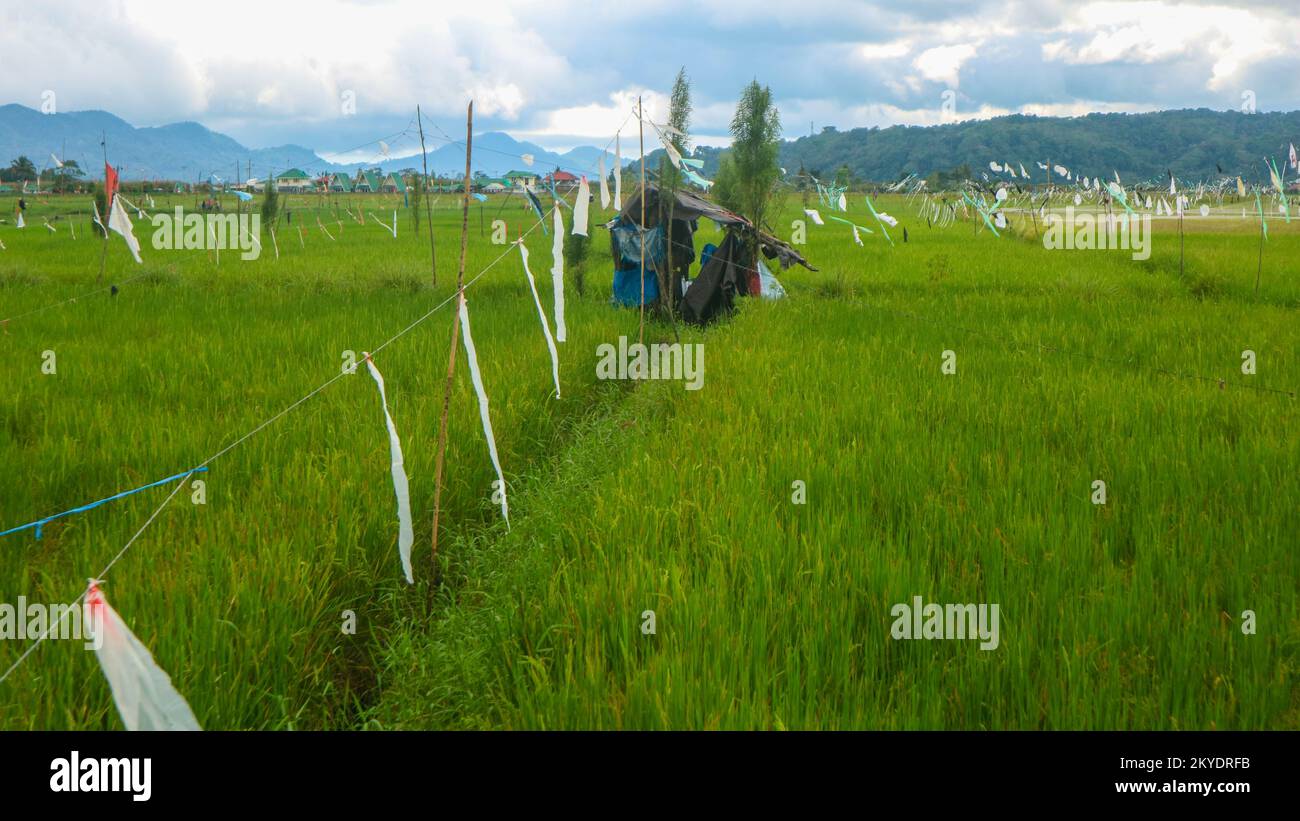cabin in the middle of beautiful rice fields with cloudy skies Stock ...