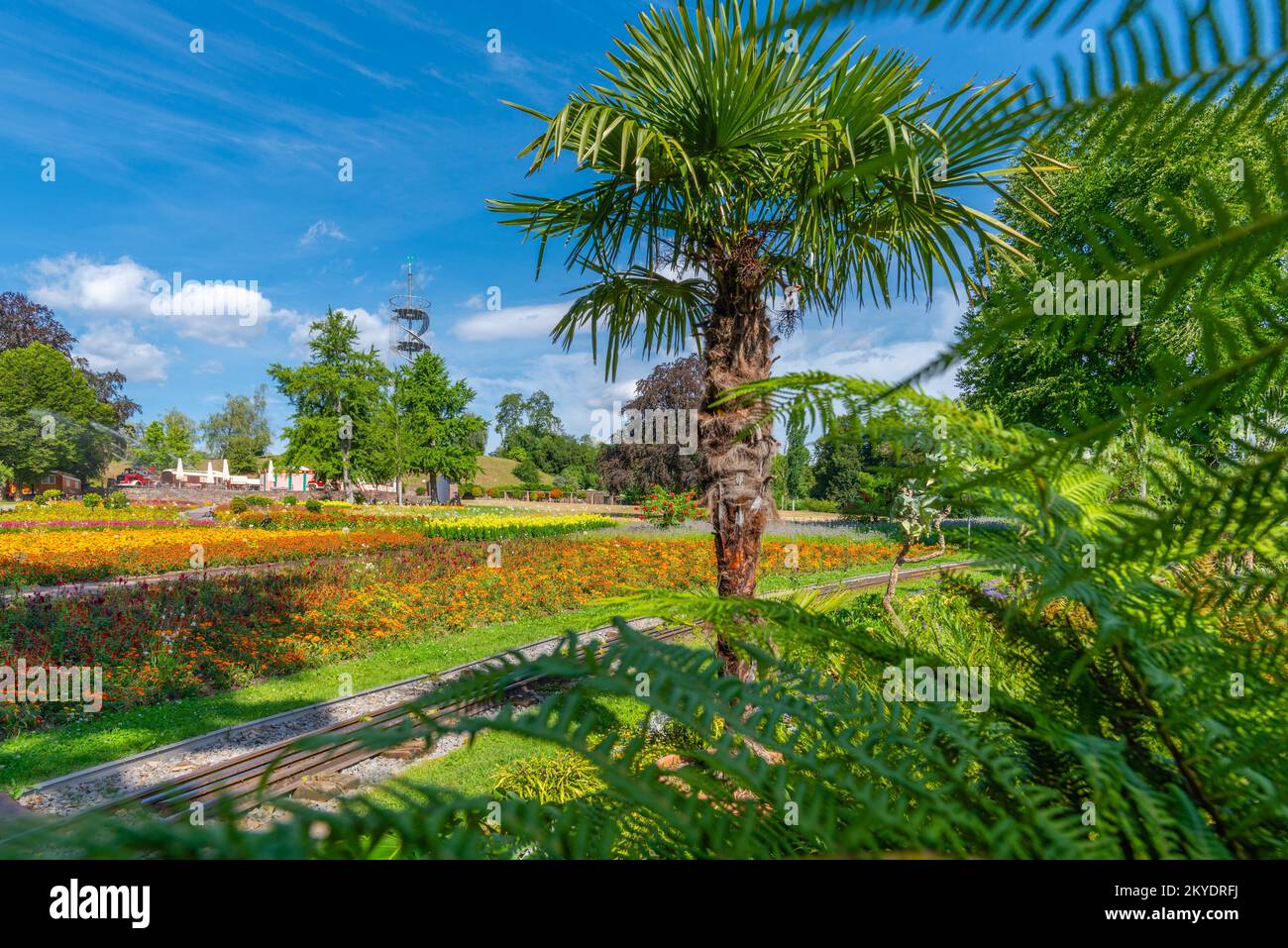 Palm tree blue sky hi-res stock photography and images - Alamy