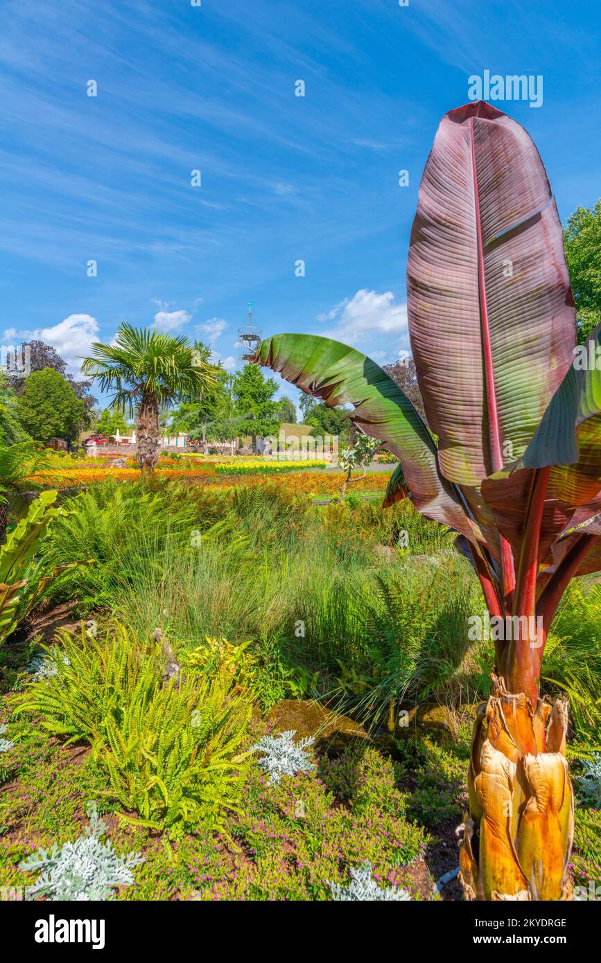 Grasses and banana plant hi-res stock photography and images - Alamy