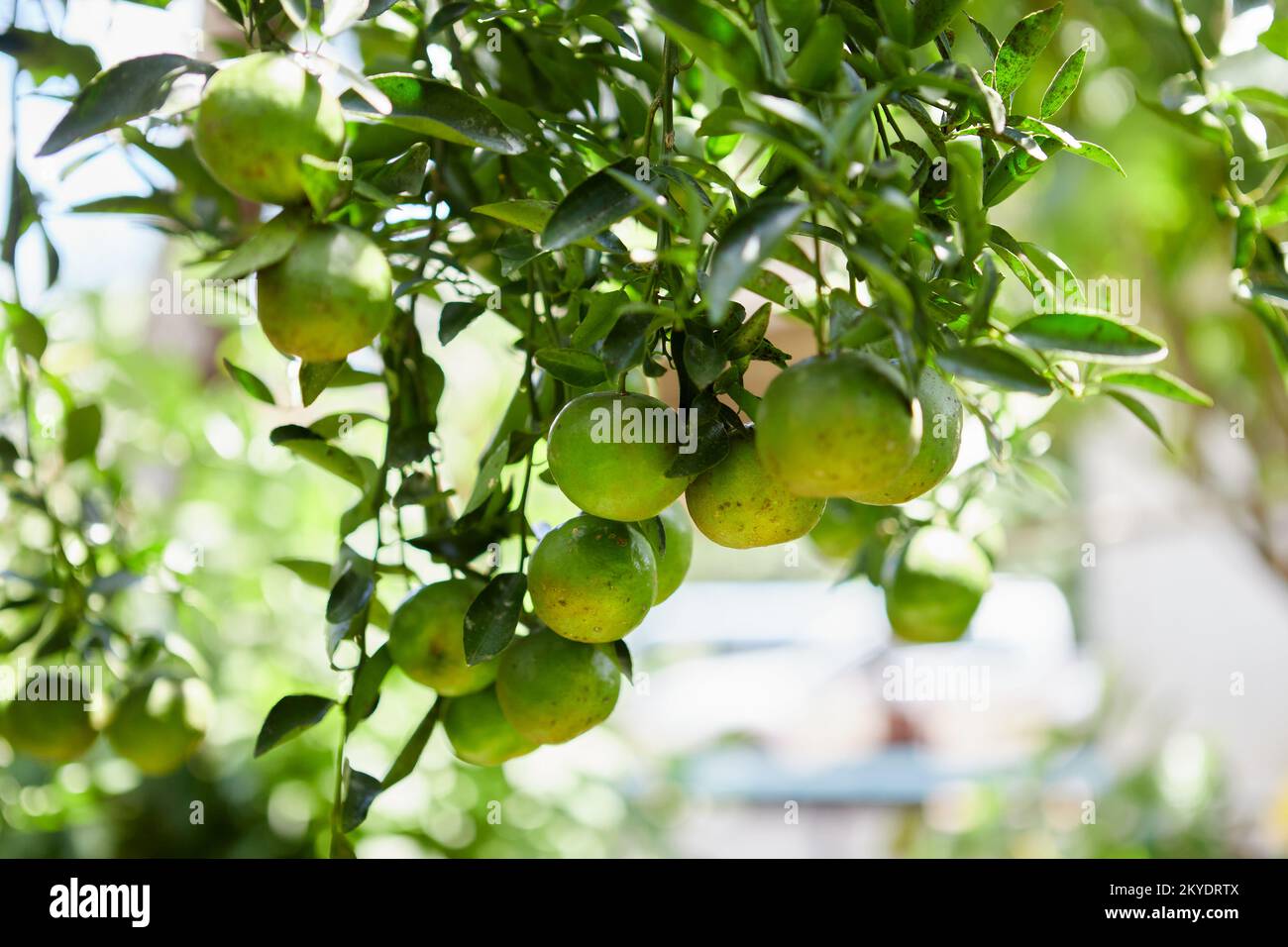 Fresh green tangerines on tree branch Stock Photo - Alamy