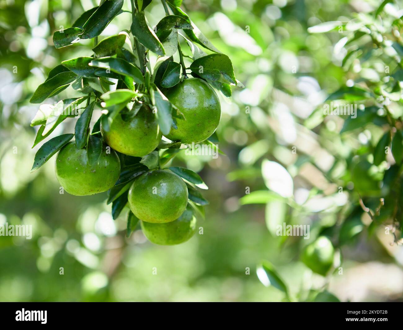 Fresh green tangerines on tree branch Stock Photo - Alamy