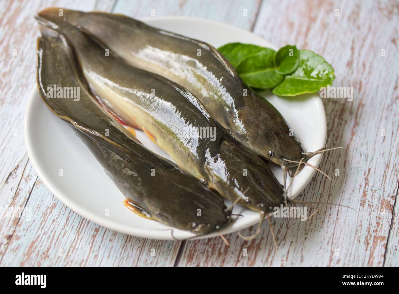 catfish on plate, fresh raw catfish freshwater fish, catfish for ...