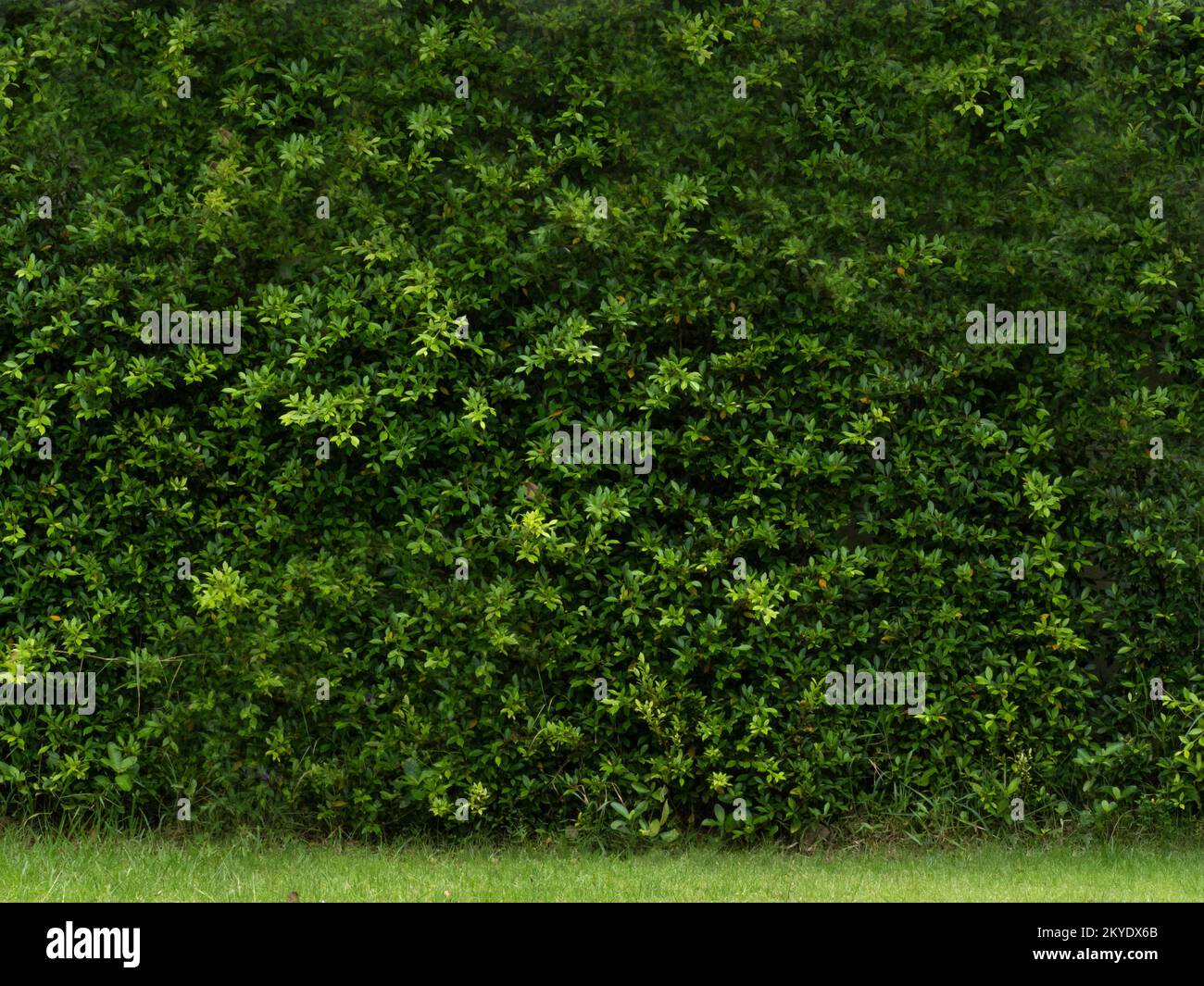 Green leaf tree natural environment garden color background wallpaper ...