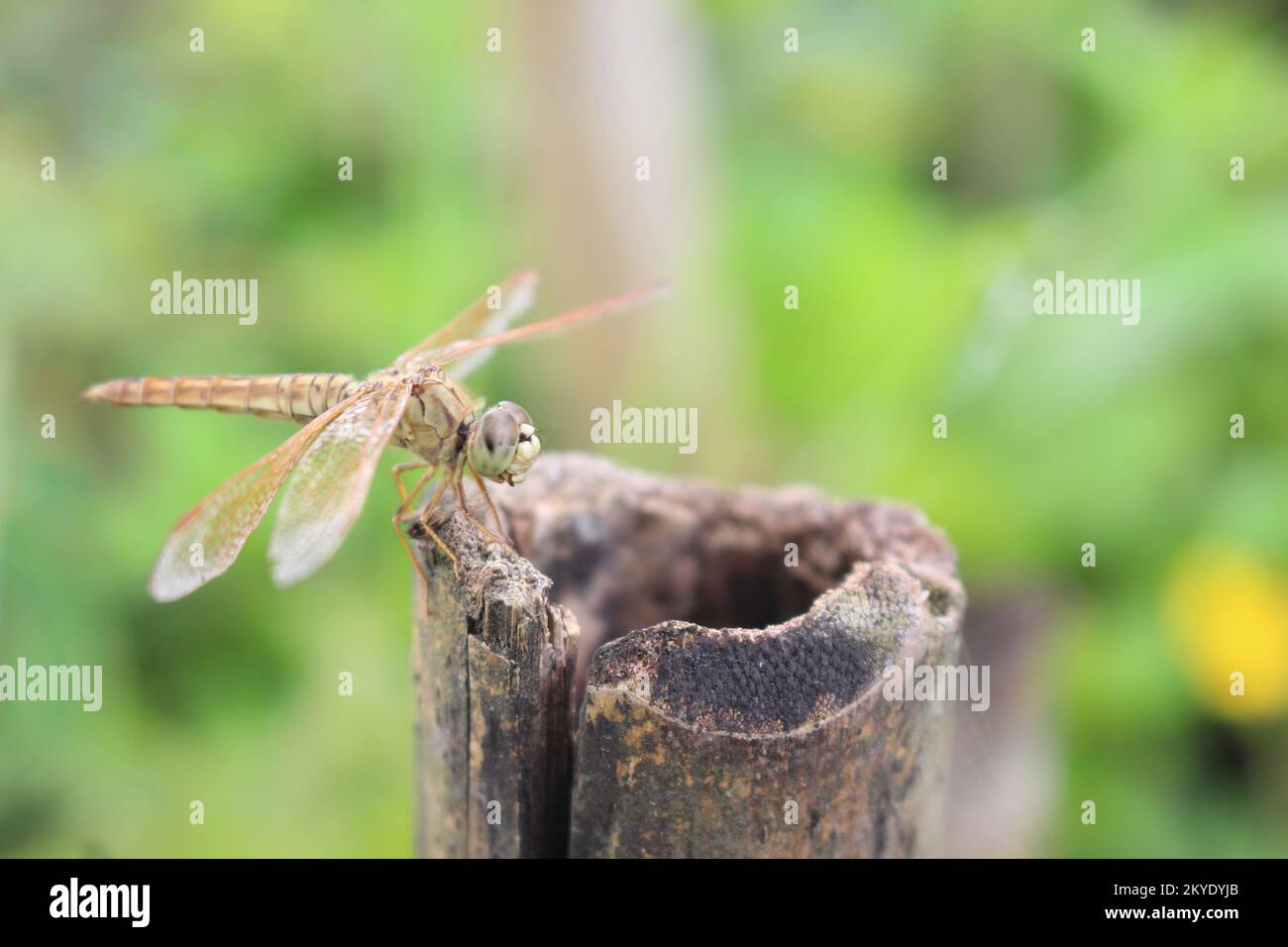 Dragonfly sitting on wood hi-res stock photography and images - Alamy