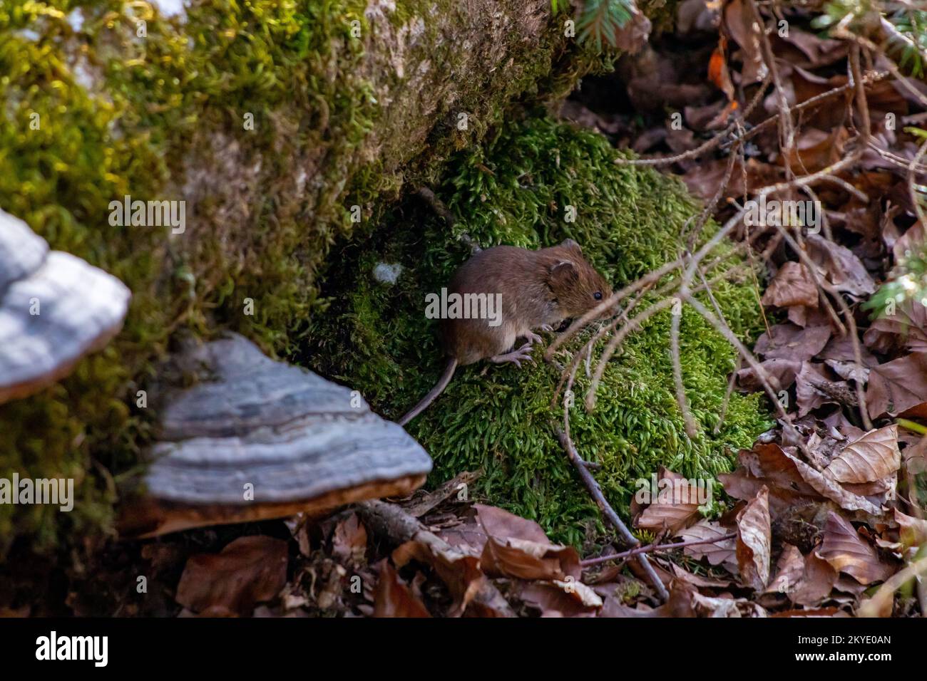 Mouse in the forest, spring time Stock Photo - Alamy