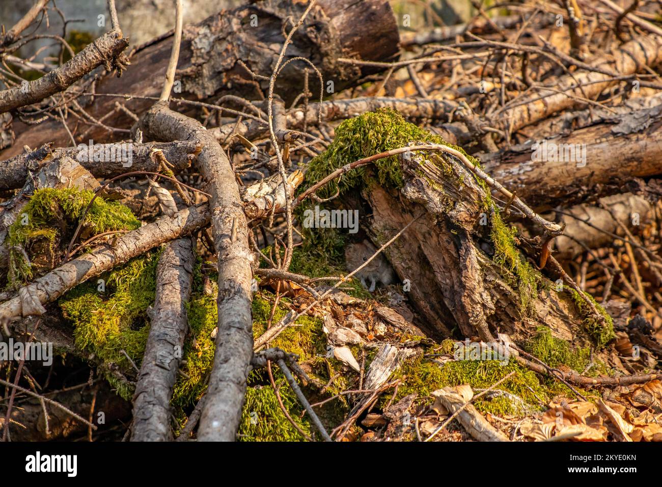 Mouse in the forest, spring time Stock Photo - Alamy