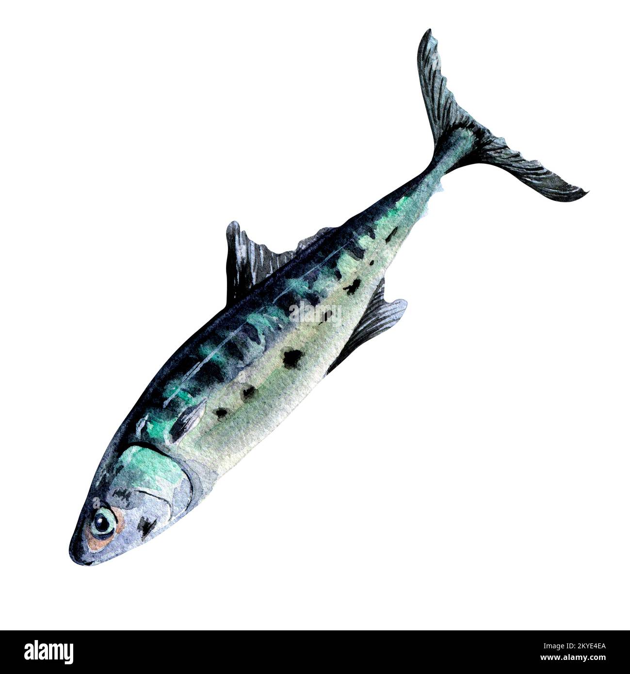 Single mackerel watercolor illustration isolated on white background ...