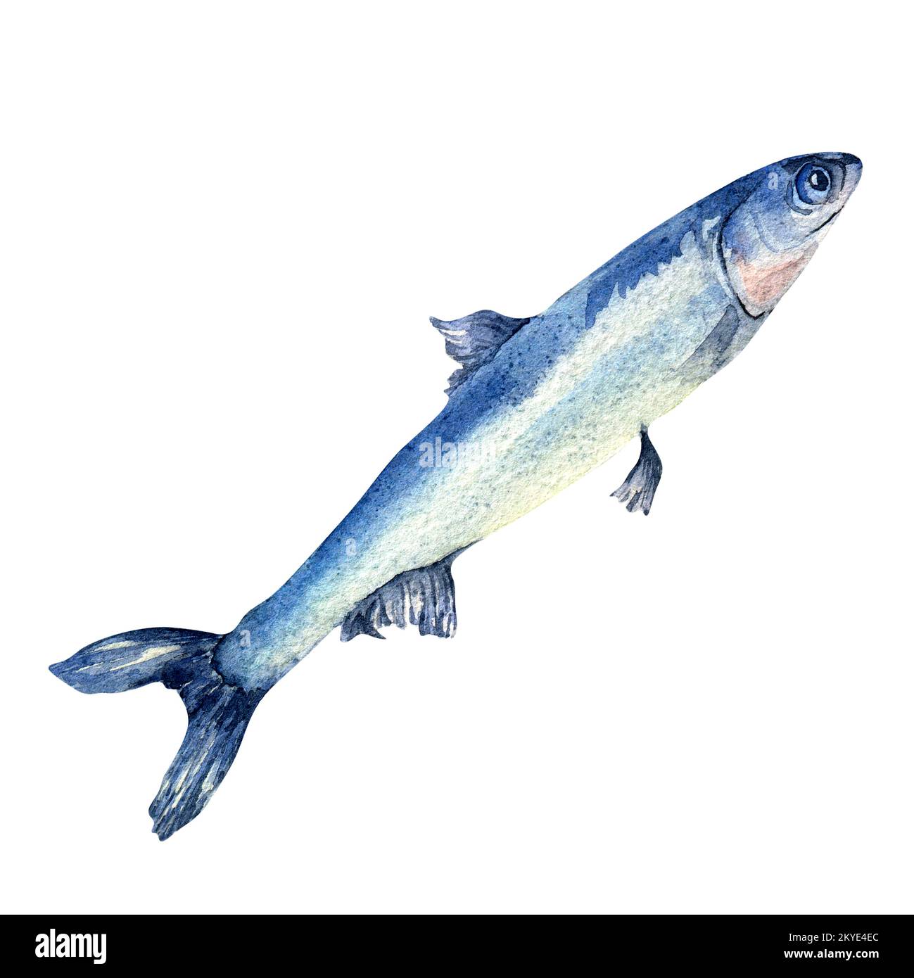 Single anchovy watercolor illustration isolated on white background ...