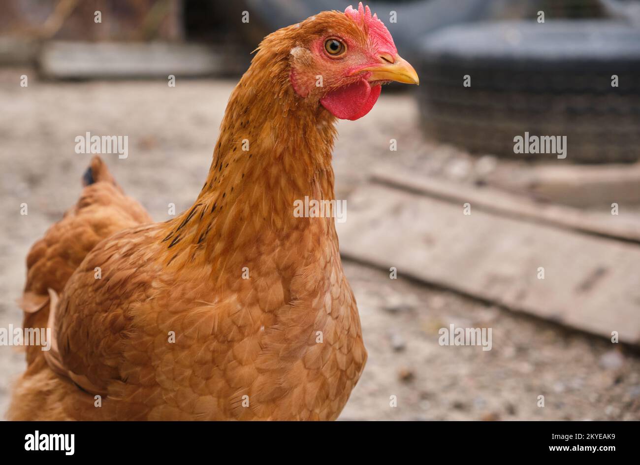 free range organic eco courtyard village rural chicken laying hen ...