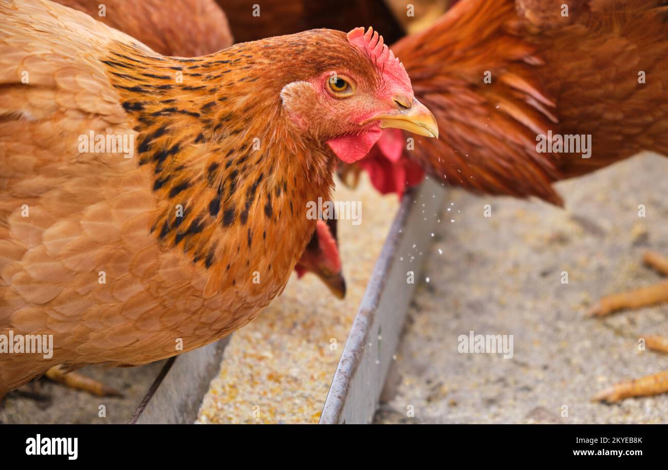 free range organic Hens chicken pecking eating grain feed tray in a ...