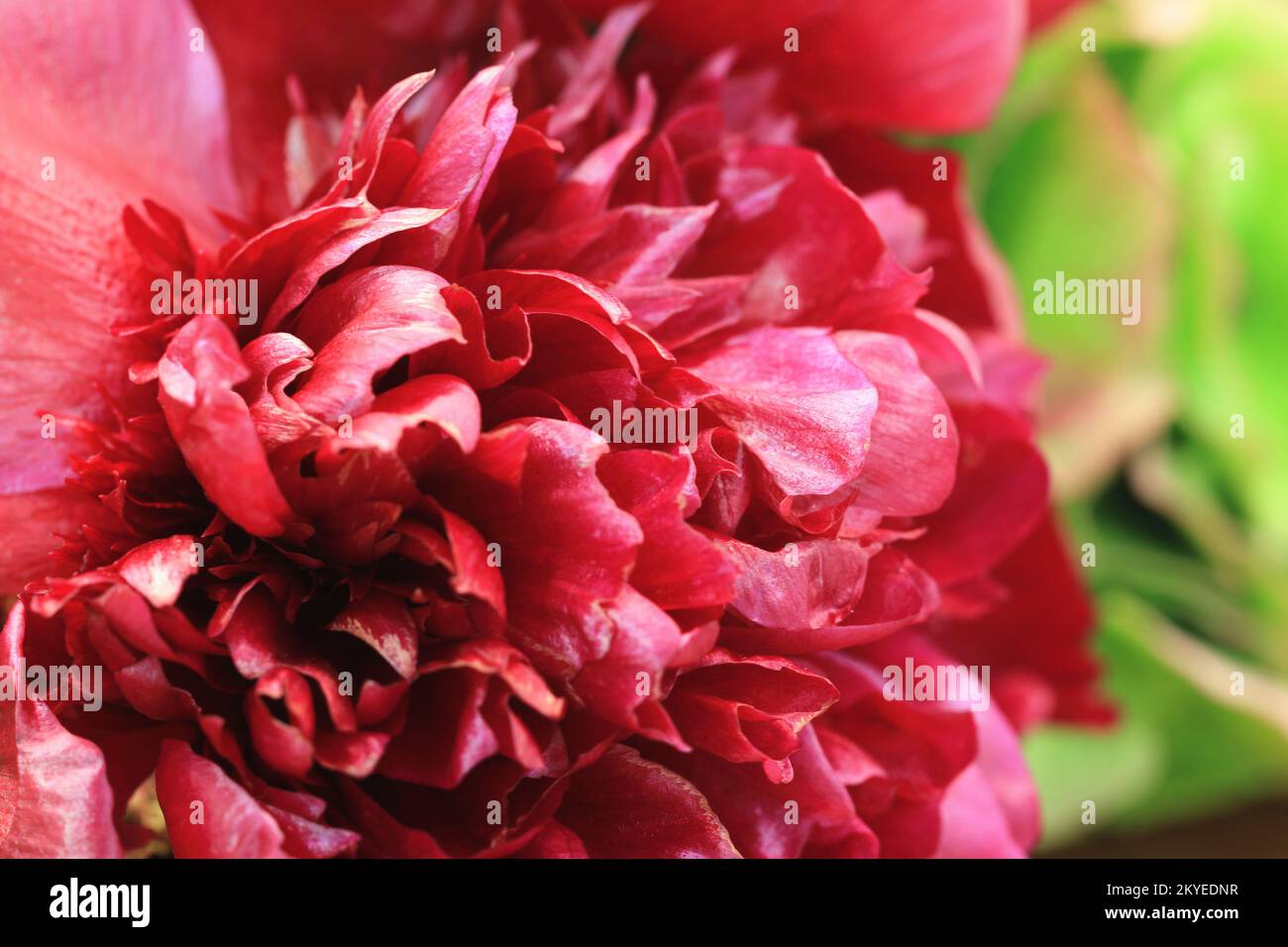 blooming colorful Carnation flower,close-up of beautiful red Carnation ...