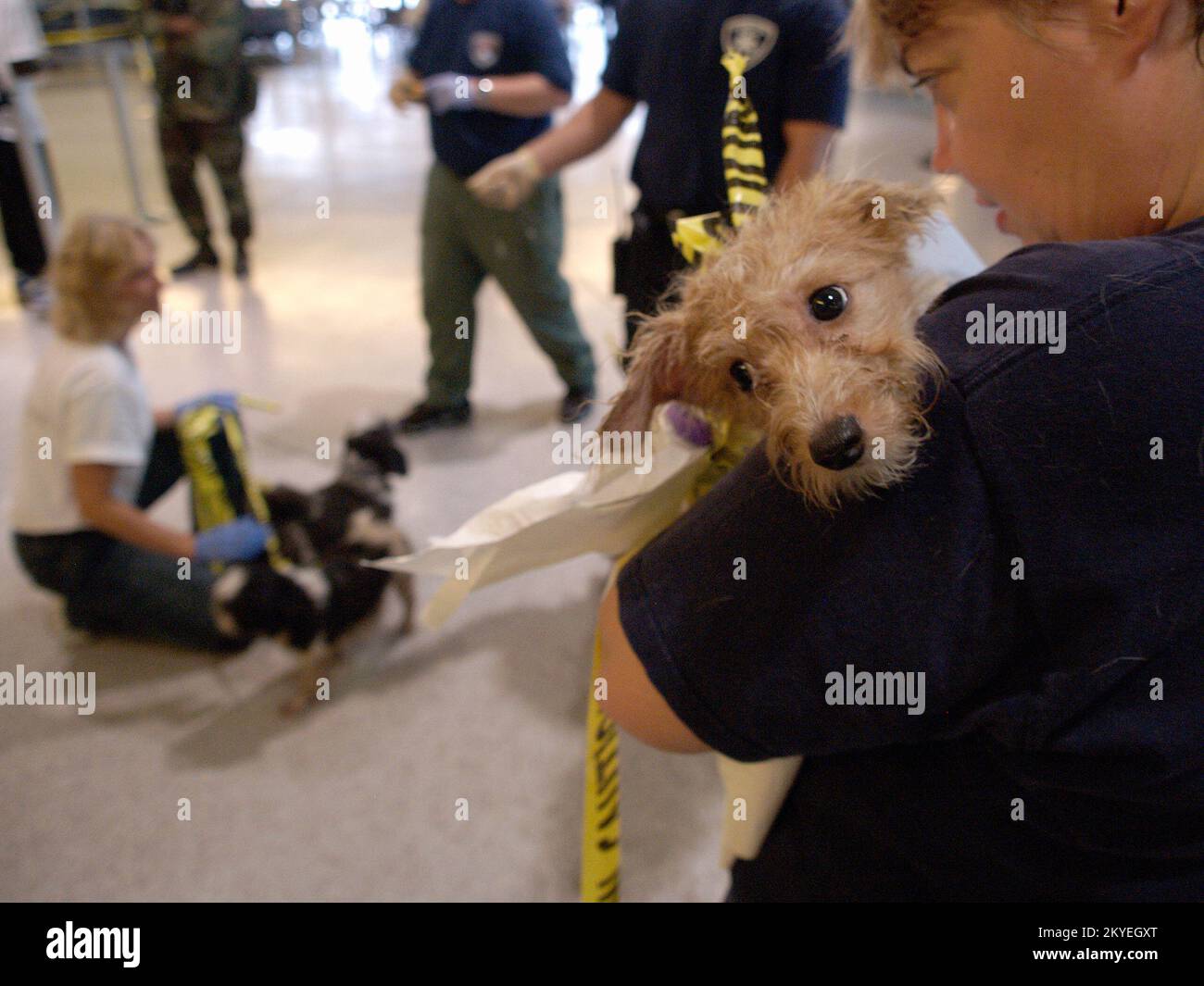 Animals rescued from flood hi-res stock photography and images - Alamy