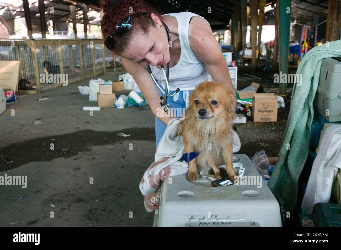 Hurricane Katrina, Bywater, LA., 9/18/2005 -- A volunteer drys a lost ...