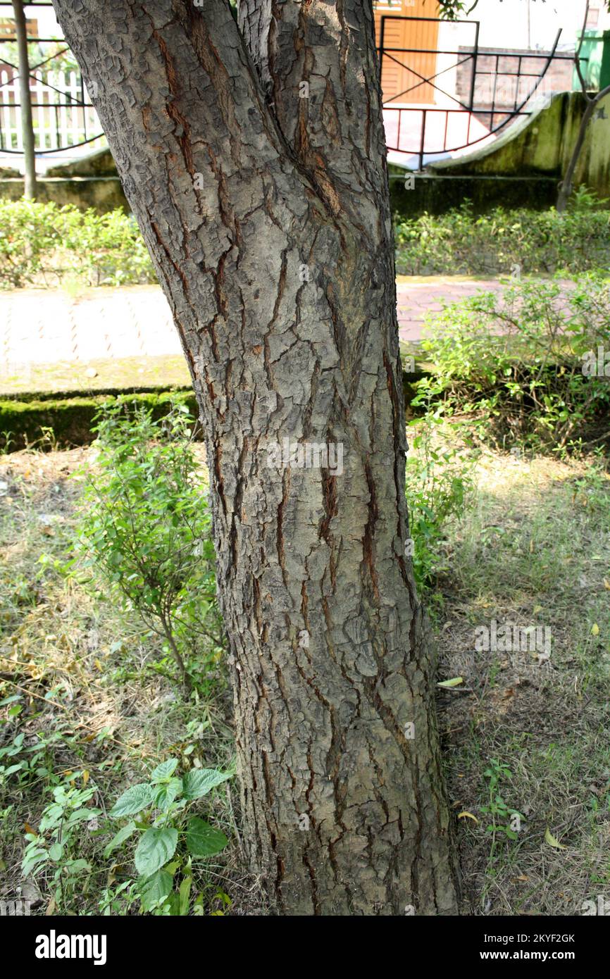 Indian lilac or Neem (Azadirachta indica) tree trunk with rough and ...