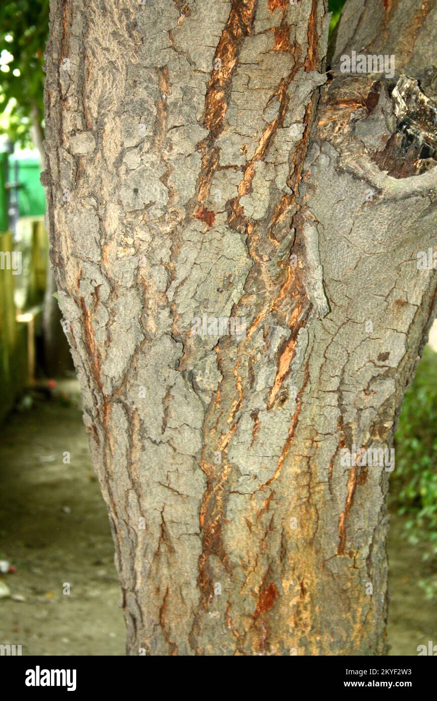 Neem trunk hi-res stock photography and images - Alamy