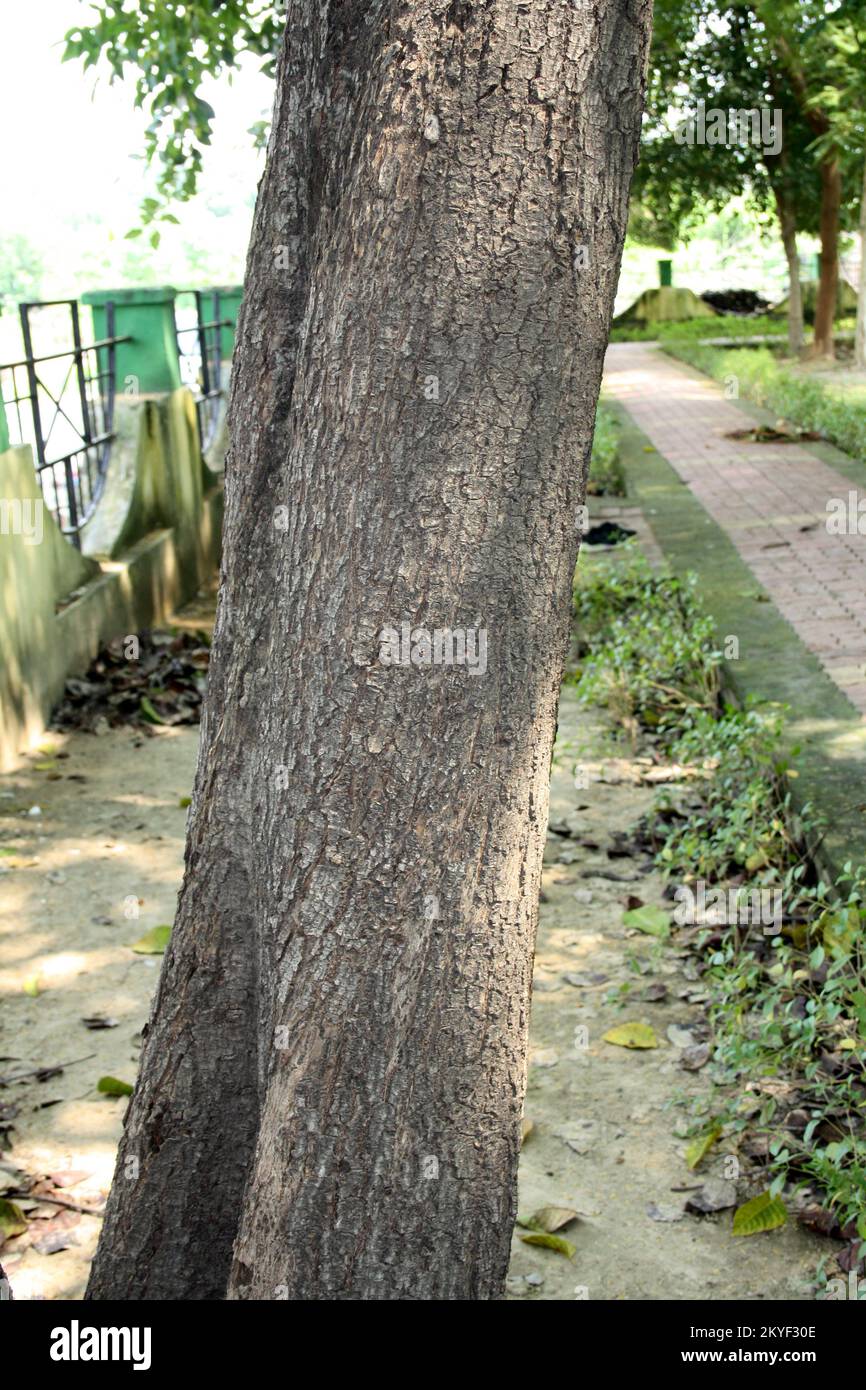 Indian lilac or Neem (Azadirachta indica) tree trunk with rough and ...